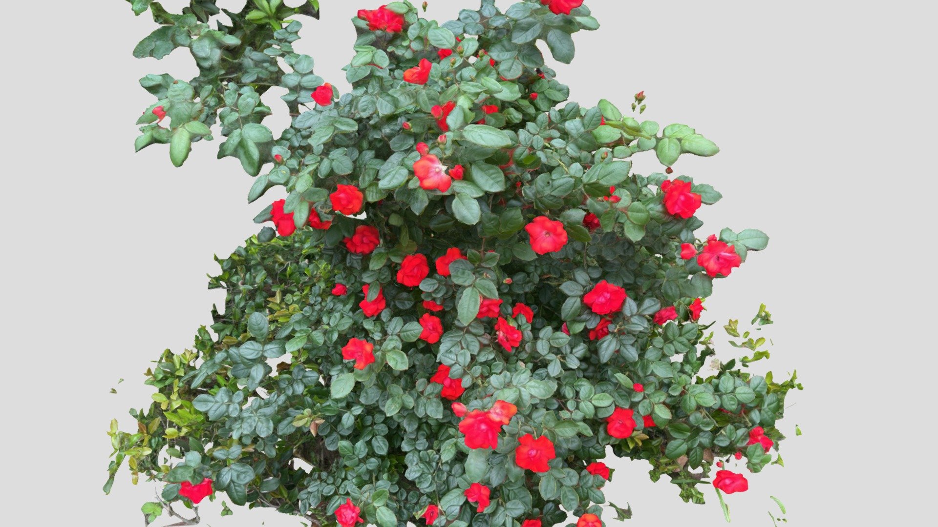 Rose bushes - Buy Royalty Free 3D model by haibo (@haibo545001 ...