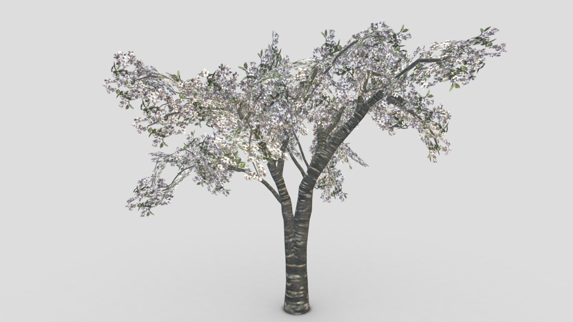 Cherry Blossoms Tree- 01 - Buy Royalty Free 3D model by ASMA3D [52fb2b4 ...