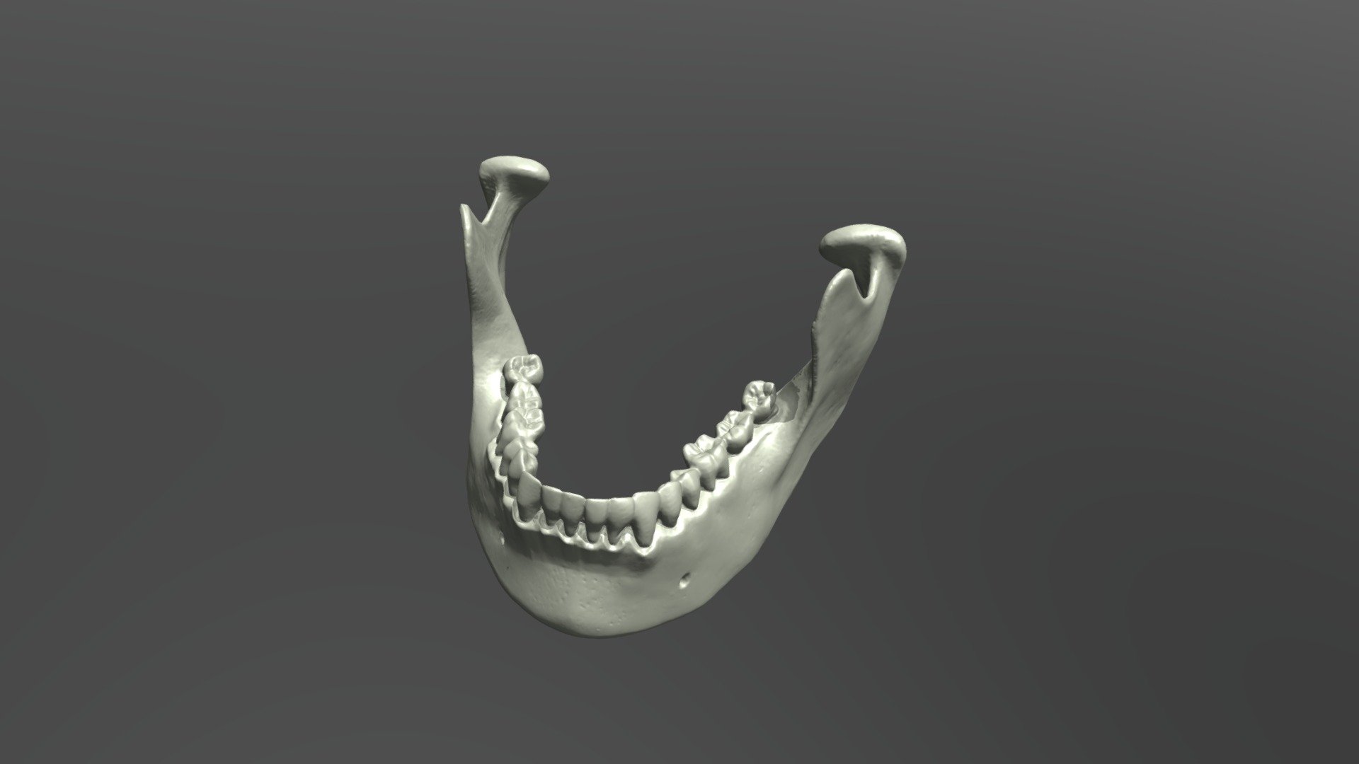 Mandibola - Download Free 3D model by faithrich1 [53018be] - Sketchfab