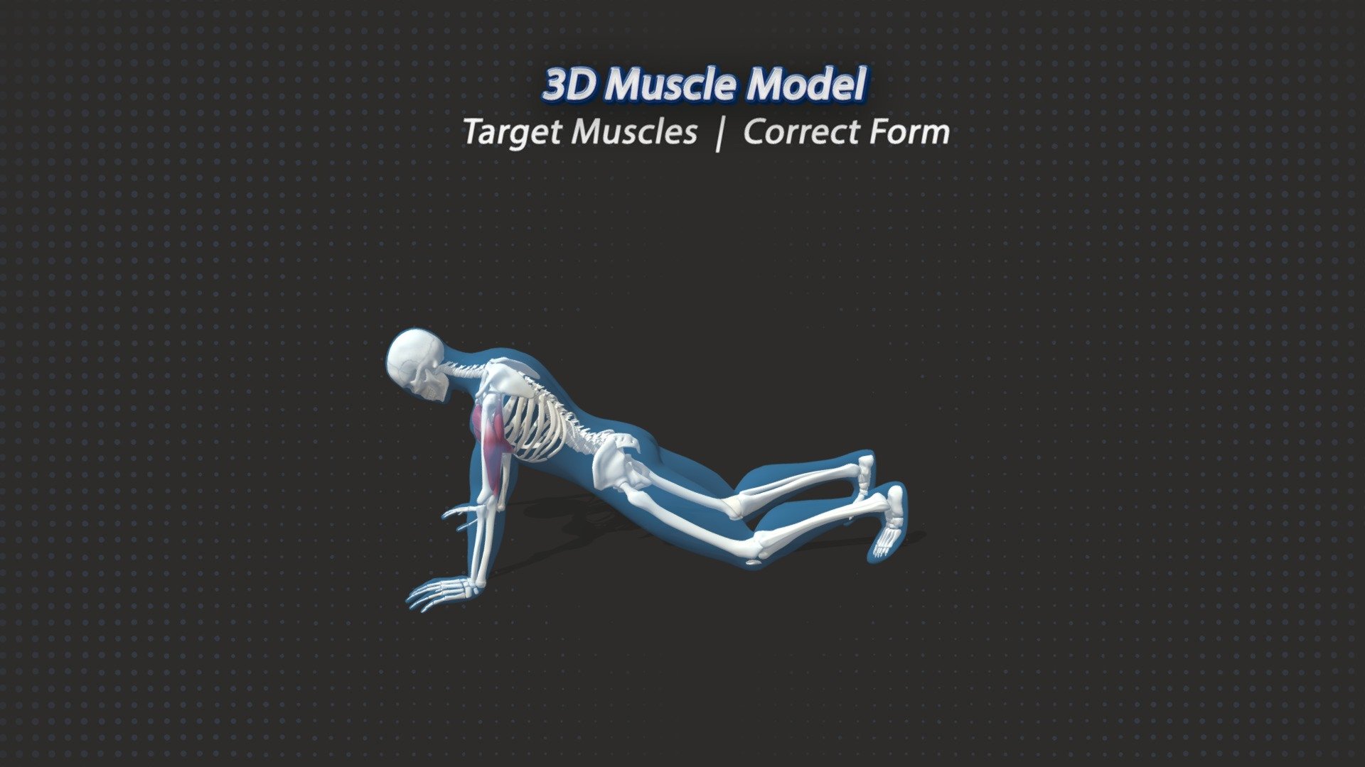 40. The Adapted Push Up From The Knees - 3D model by Mike - 3D Muscle ...