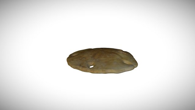 Sand-dollar 3D models - Sketchfab
