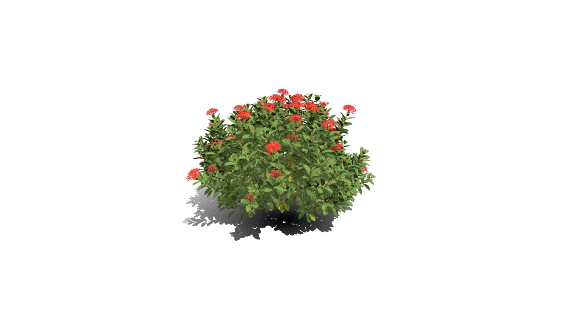 Realistic HD Chinese jungle geranium (4/10) - Download Free 3D model by ...