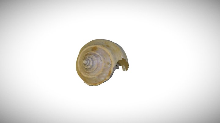 Strombus 3D models - Sketchfab