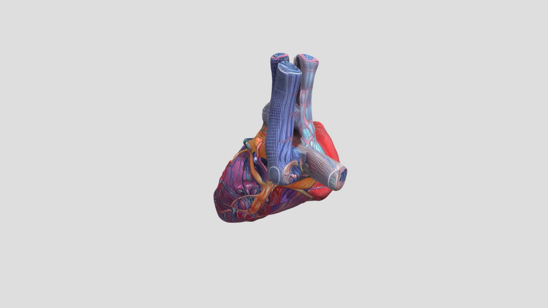 intricate_3d_labeled_diagram_of_a_heart_(include - 3D model by ...
