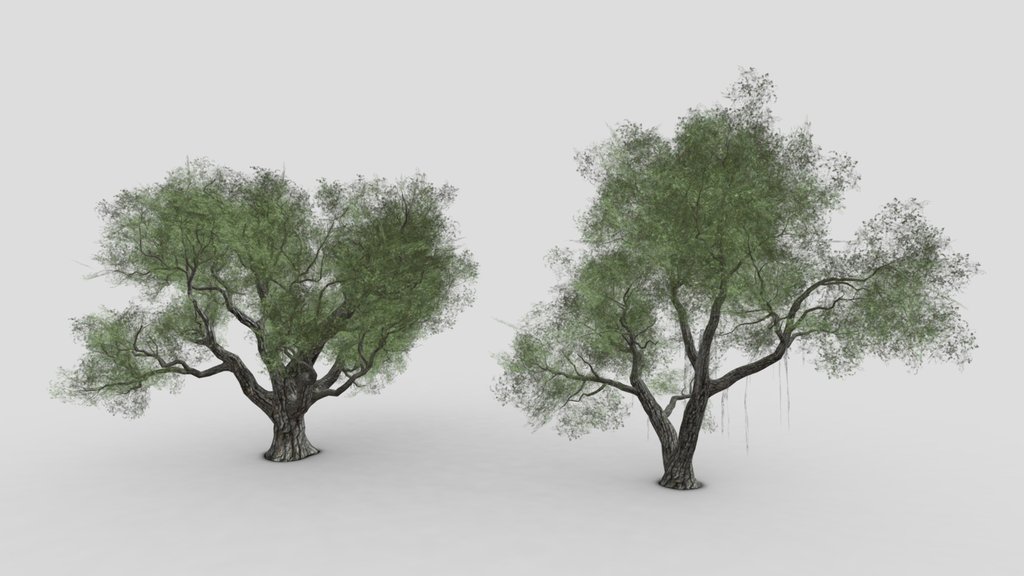 Live Oak Tree - A 3D model collection by ASMA3D - Sketchfab