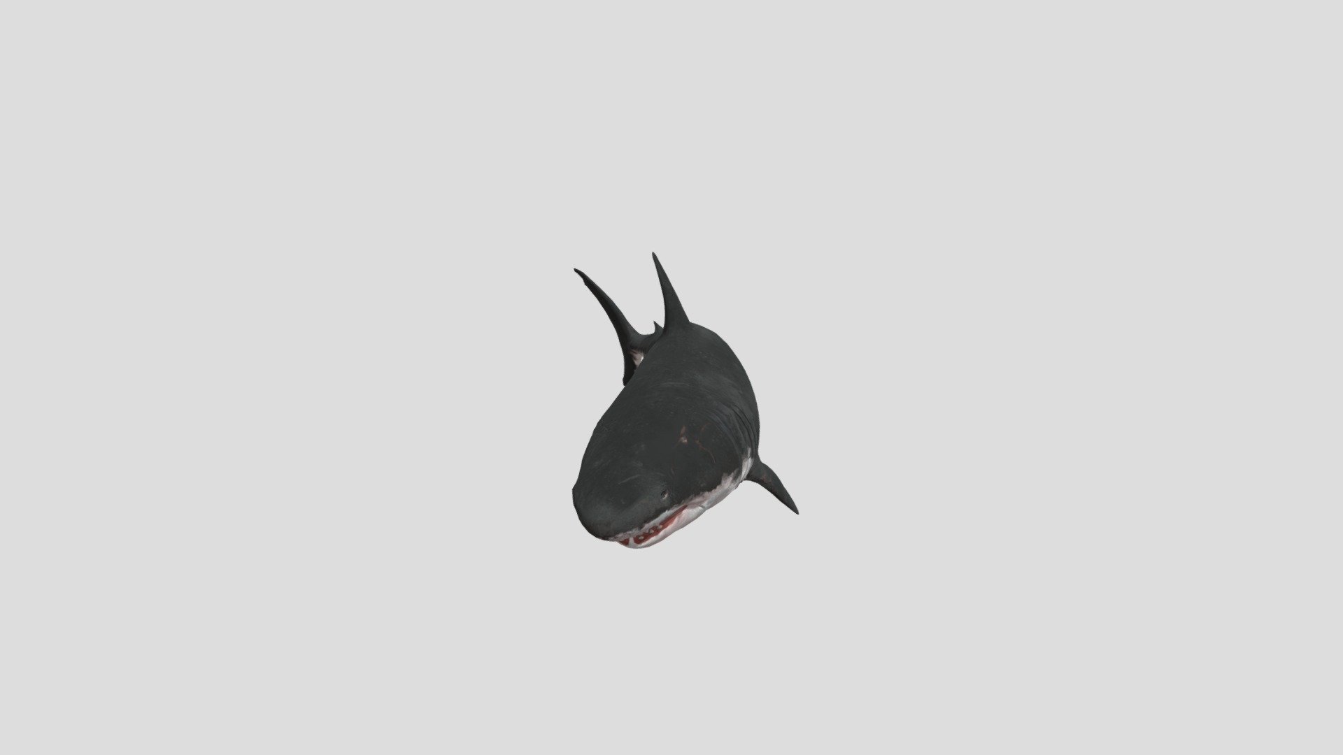 Great White Shark (Ripped for use) - Download Free 3D model by uhm ...