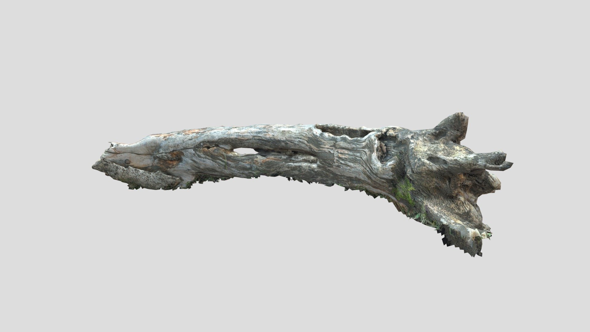 dead tree log photoscanned - Download Free 3D model by widthRider ...