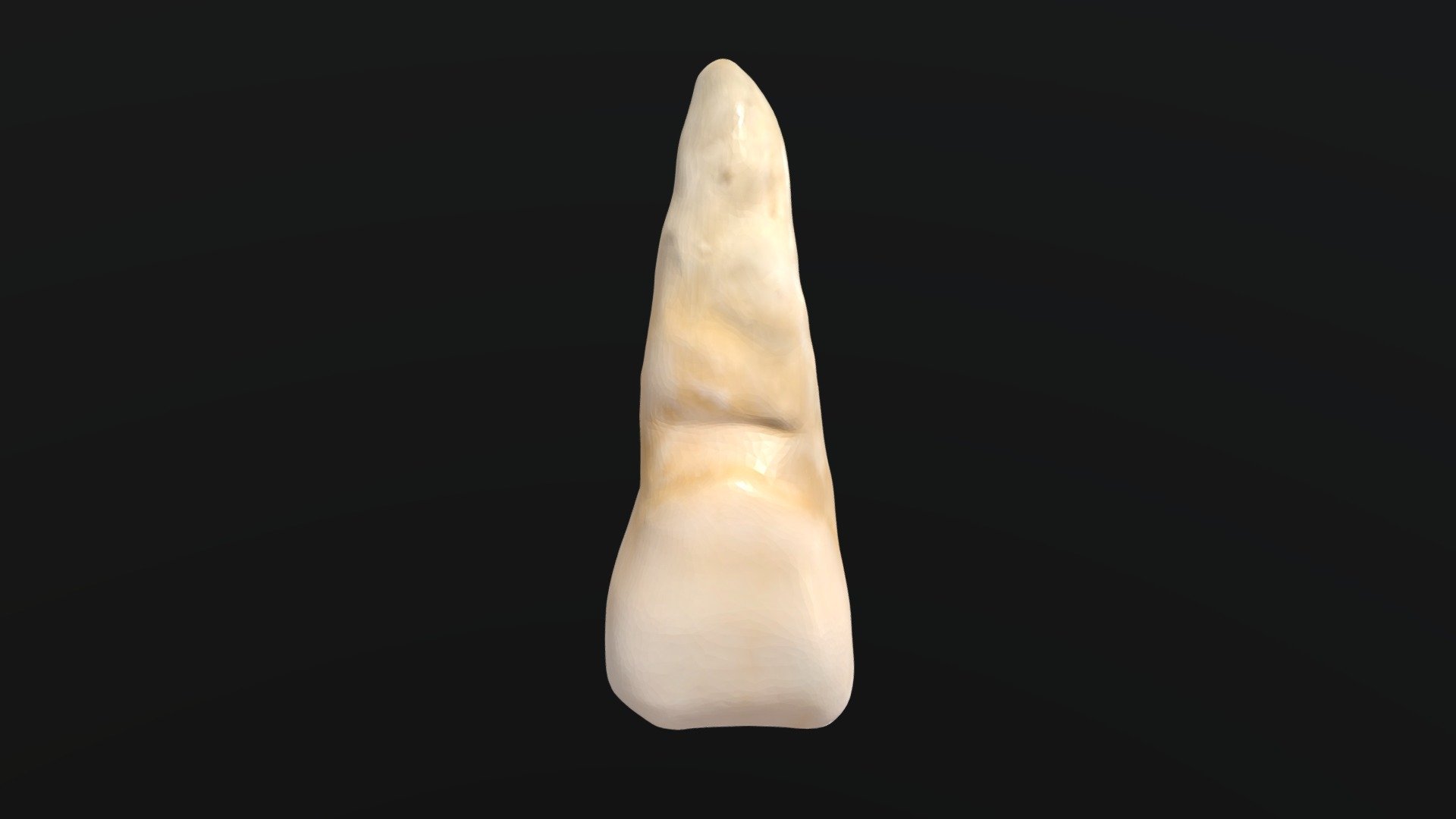 Incisivo central maxilar derecho (1.1) - 3D model by GIDPTD [5319b8f ...