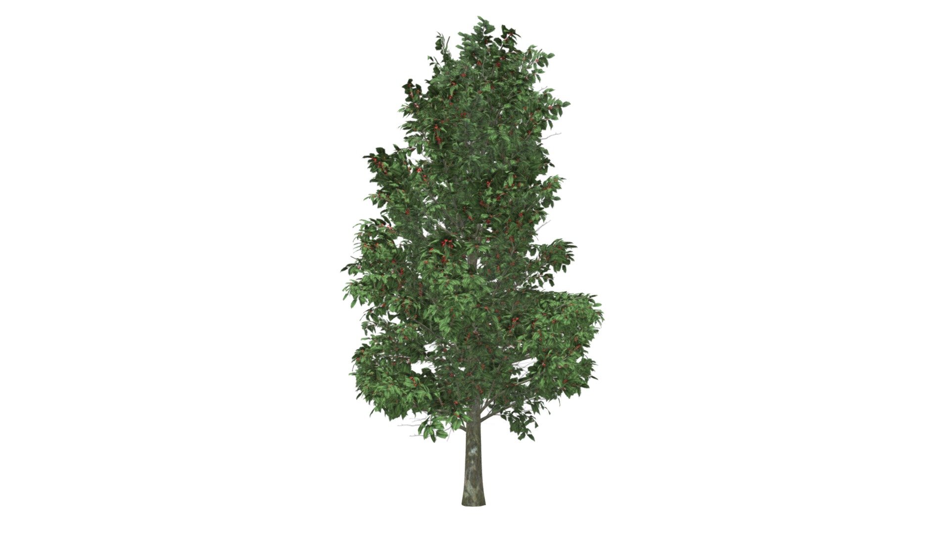 American Holly Tree #09 - Buy Royalty Free 3D model by meshshape ...
