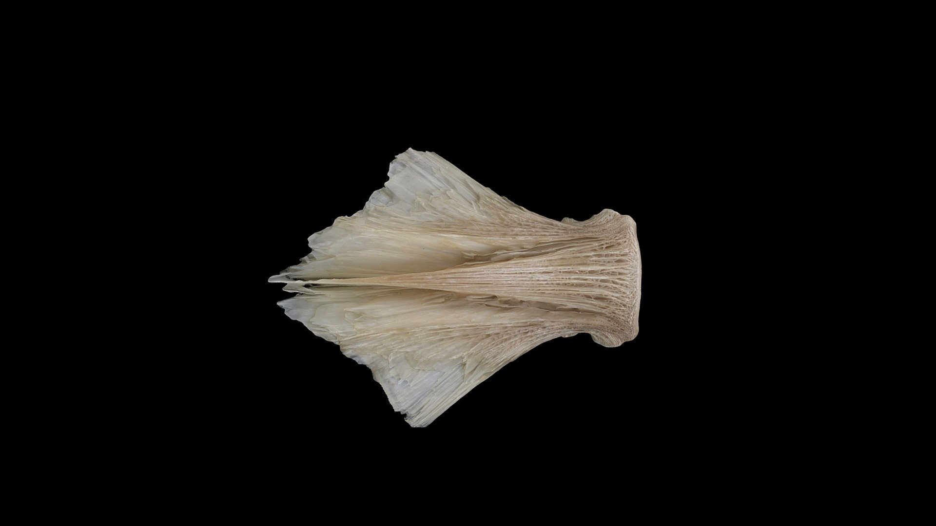 Cod (Gadus morhua) Basioccipital - 3D model by 4-OCEANS Virtual ...