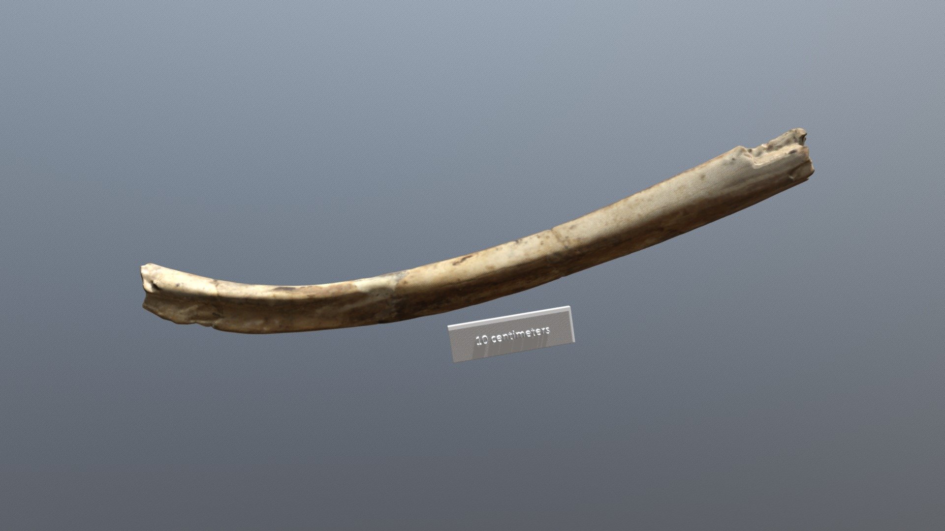 Mastodon Rib (VCU_3D_3756) - 3D model by Virtual Curation Lab ...