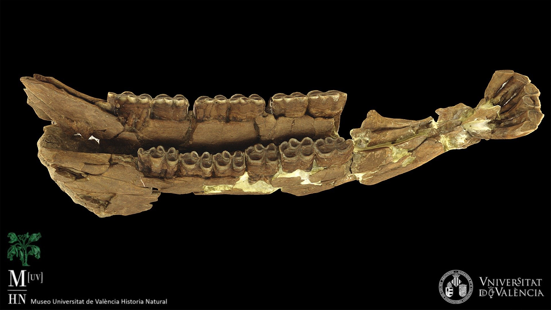 Fotogrammetry fossil horse jaw (Hipparion) - Download Free 3D model by ...