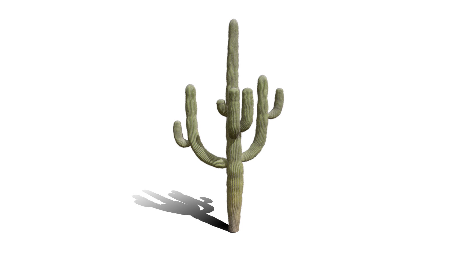 Realistic HD Saguaro cactus (20/30) - Download Free 3D model by ...