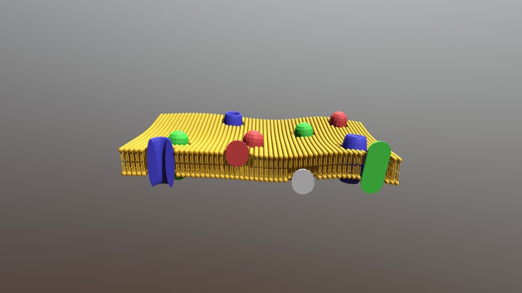 Membrane cellulaire - A 3D model collection by vincent.apremont - Sketchfab