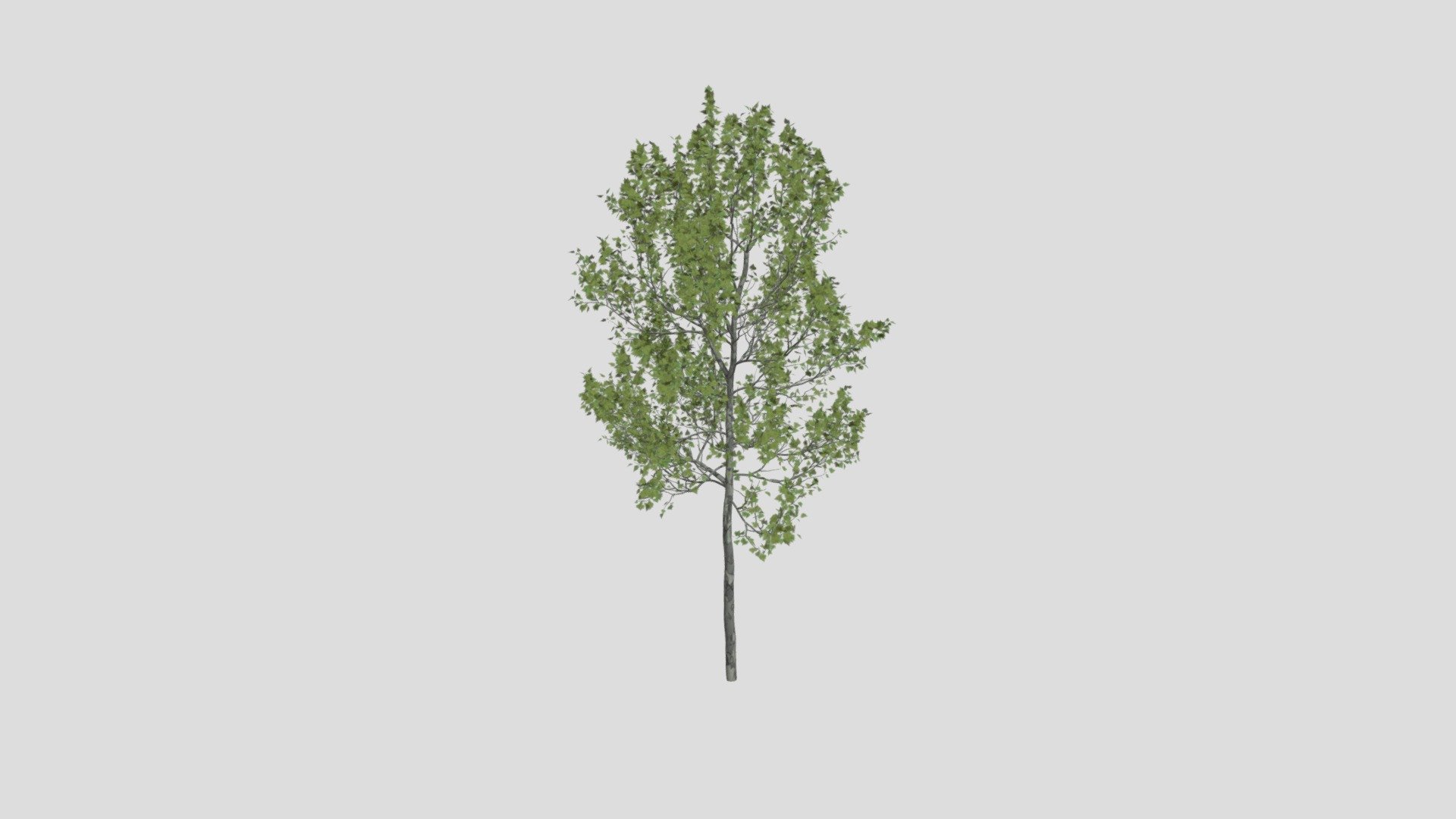 American Sycamore 65 AM250 Archmodel - Buy Royalty Free 3D model by ...