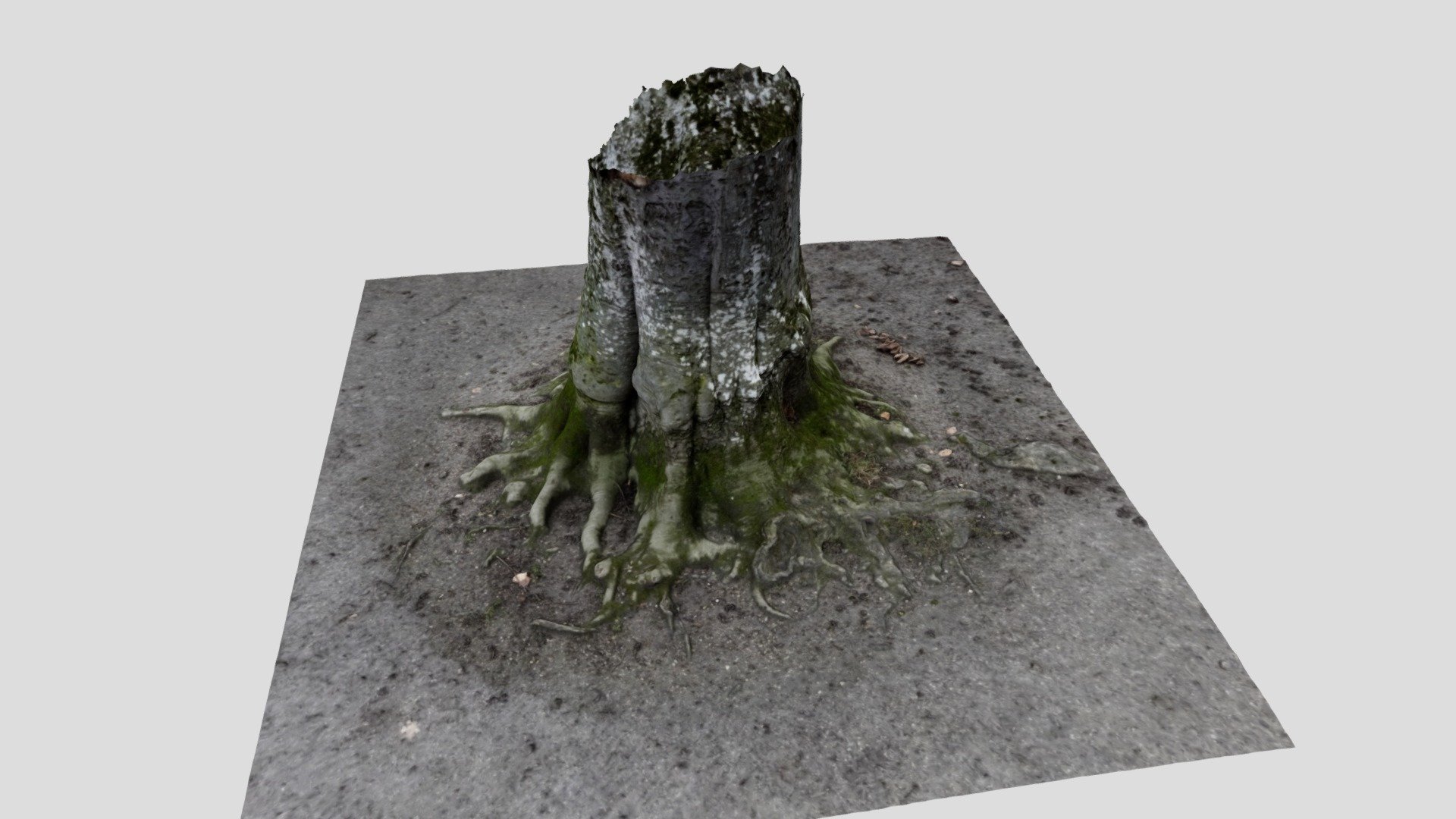 Tree Root 001 - Download Free 3D model by 3DandVR [5332829] - Sketchfab