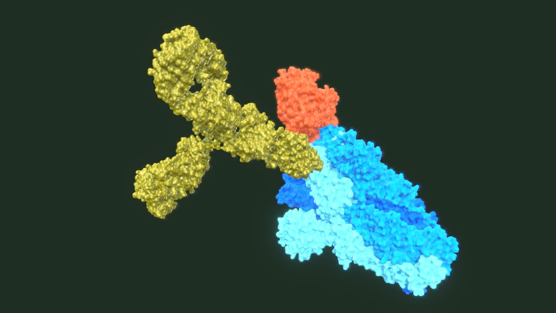 Coronavirus spike + ACE-2 receptor + antibody - Download Free 3D model ...
