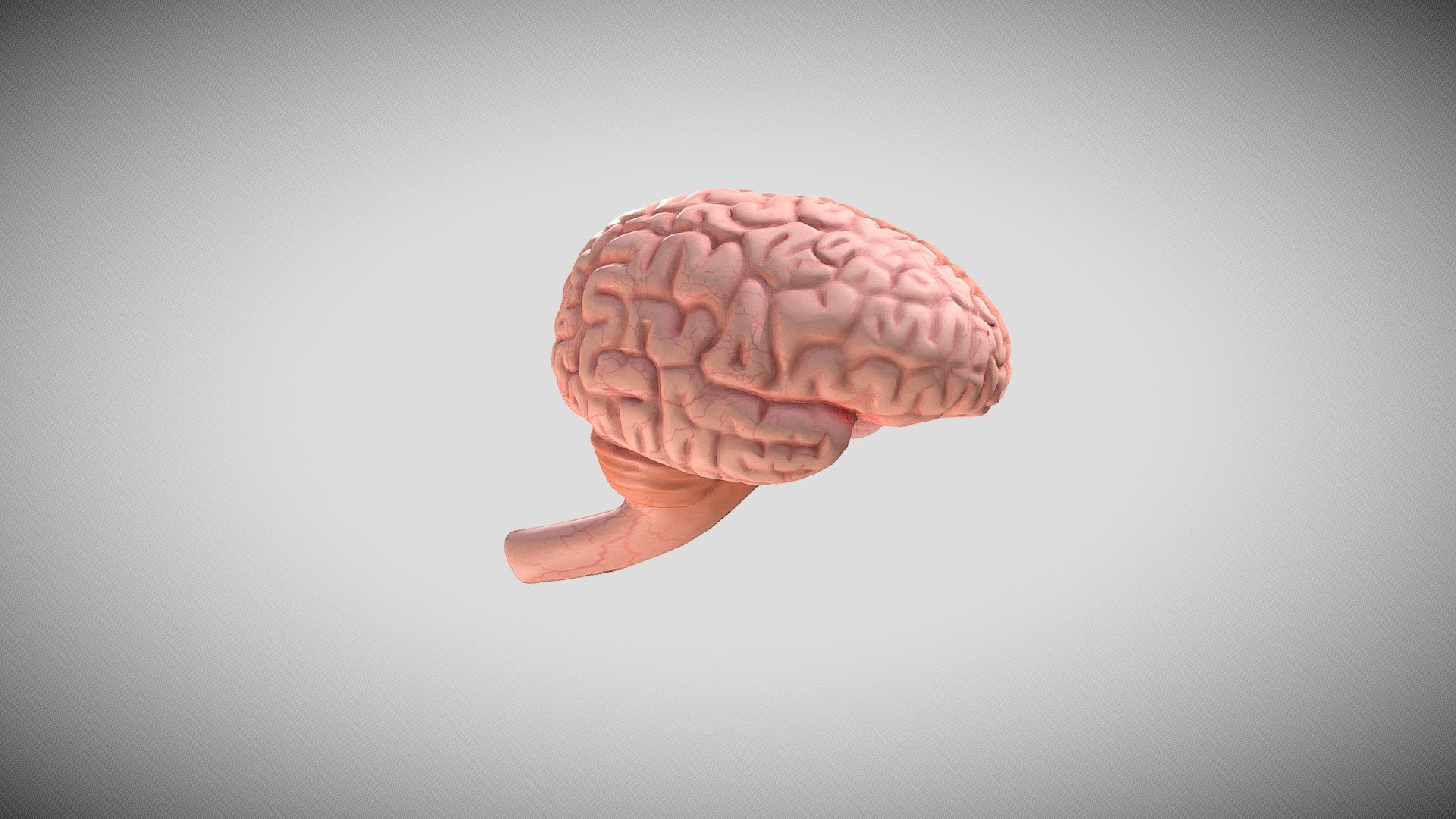 Brain - Download Free 3D model by GSCreations (@gscreations2508 ...
