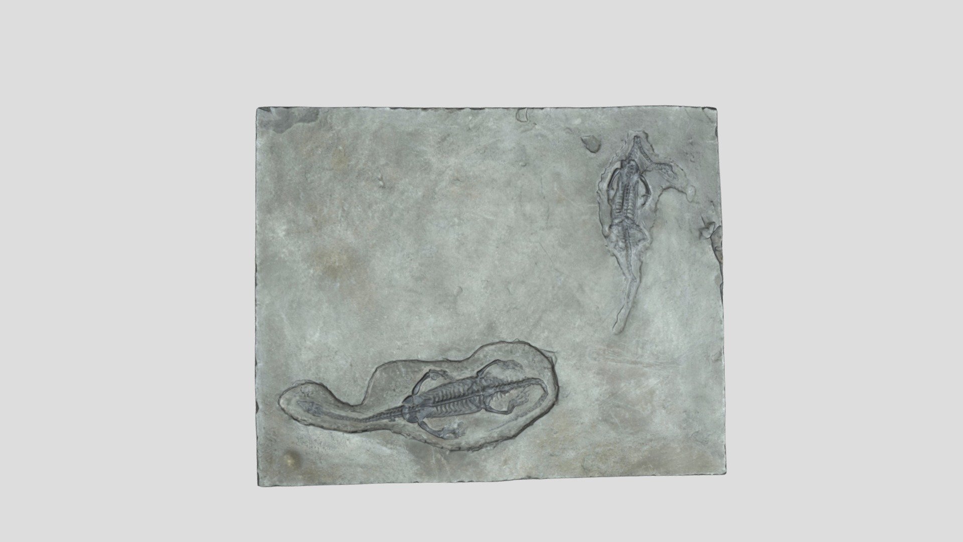Marine reptile fossil - Keichousaurus hui (L26) - 3D model by Hong Kong ...