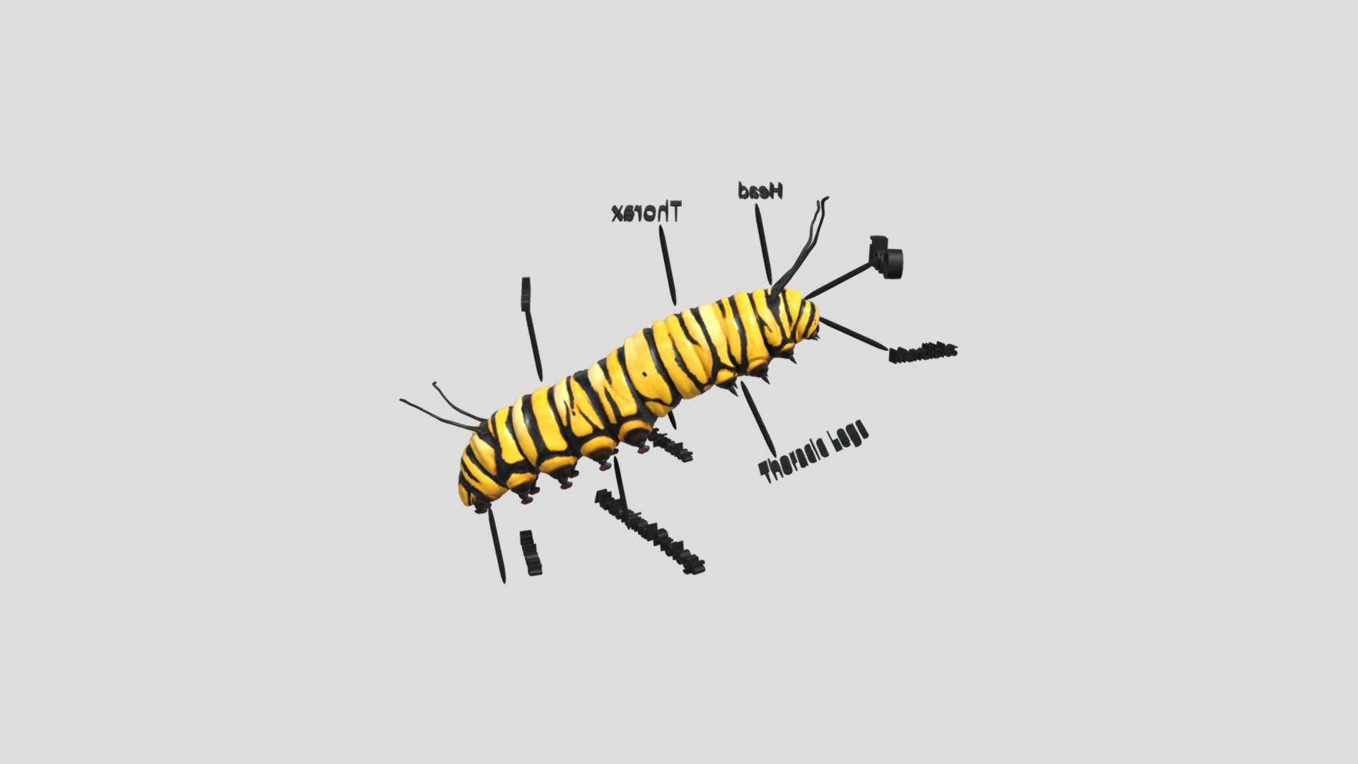 Labelled 3d Caterpillar - Download Free 3D model by rinaskylark ...