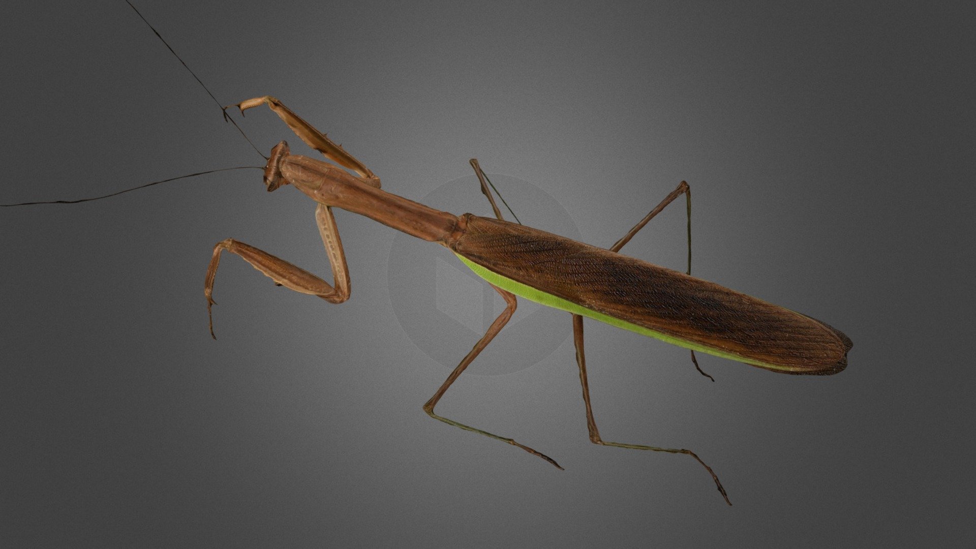 CC0 オオカマキリ ♂ Giant Mantis, Tenodera aridifolia - Download Free 3D model ...
