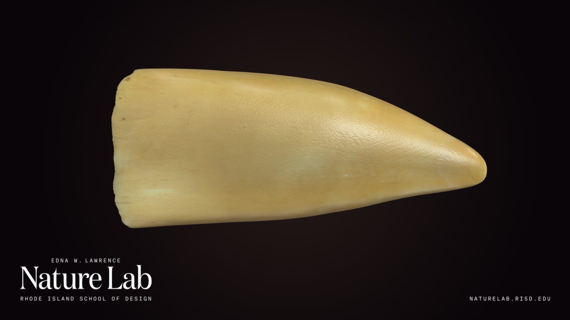 Sperm Whale Tooth - 3D model by RISD Nature Lab (@RISDNaturelab ...