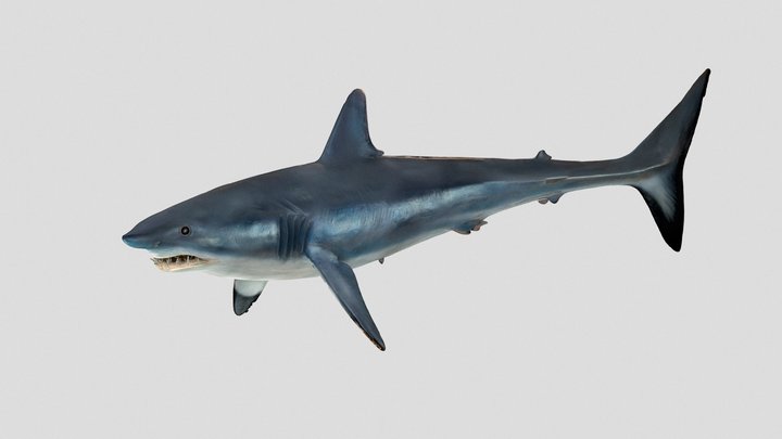 Mako 3D models - Sketchfab