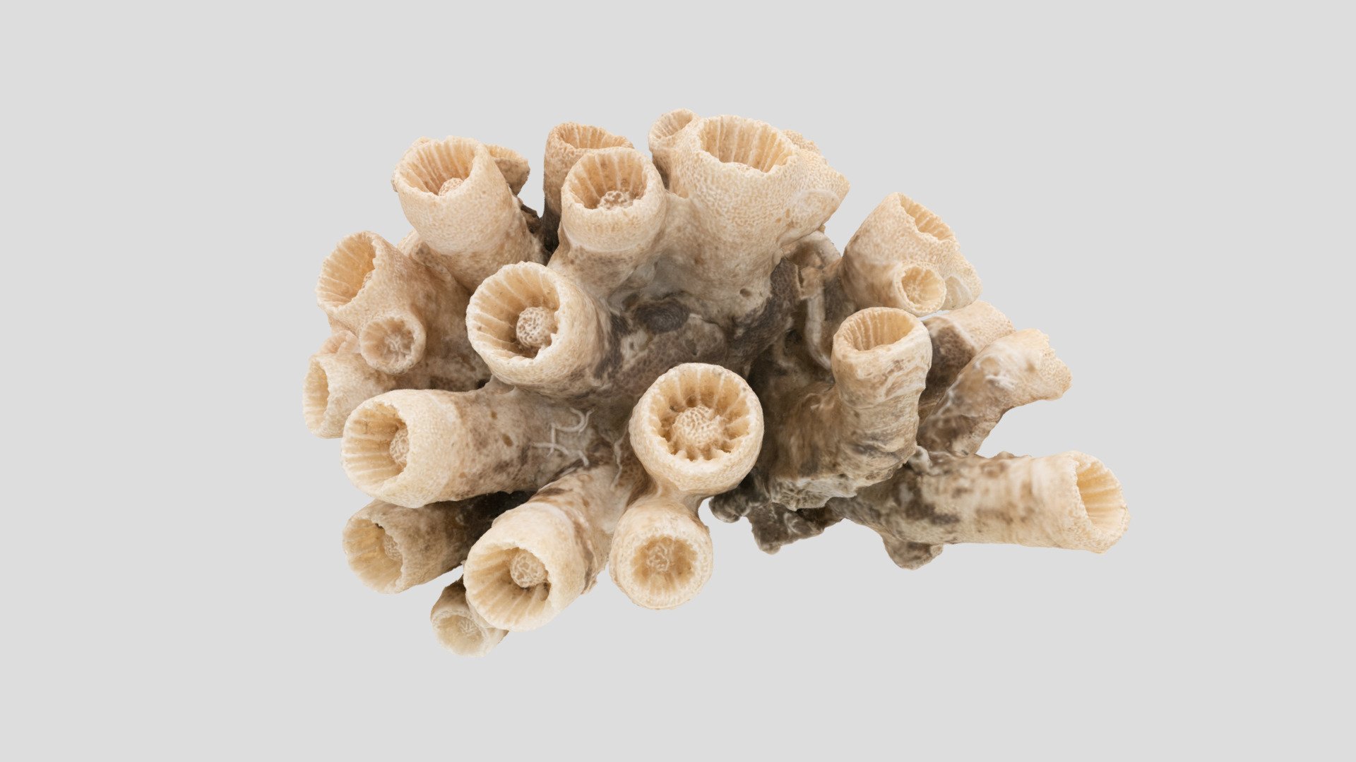 Cladocora Coral (NHMW-ZOO-EV-0016657) - 3D model by Benedict Seidl ...
