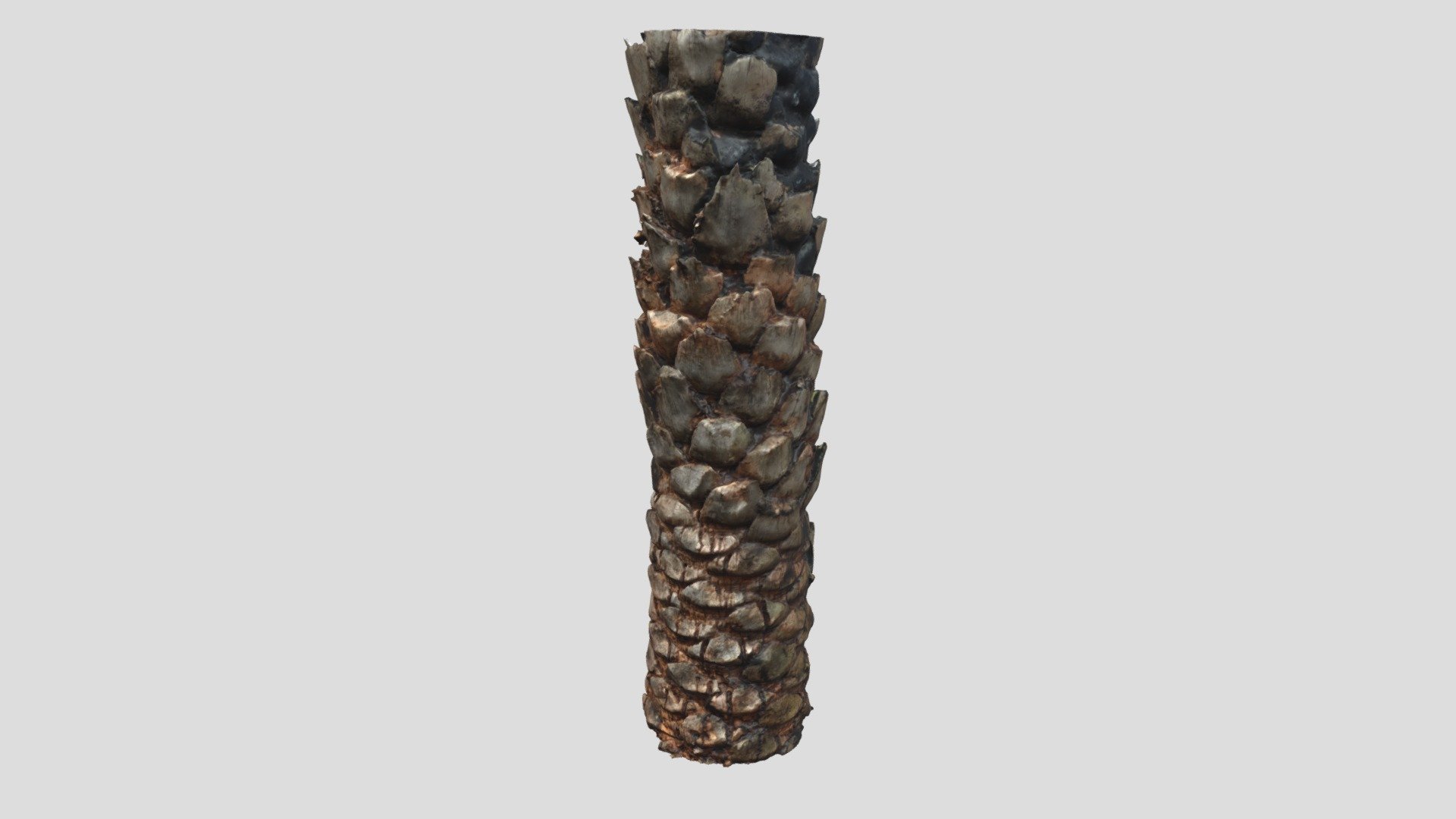 palm tree trunk photogrammetry - 3D model by cmankar008 [534e0f8 ...