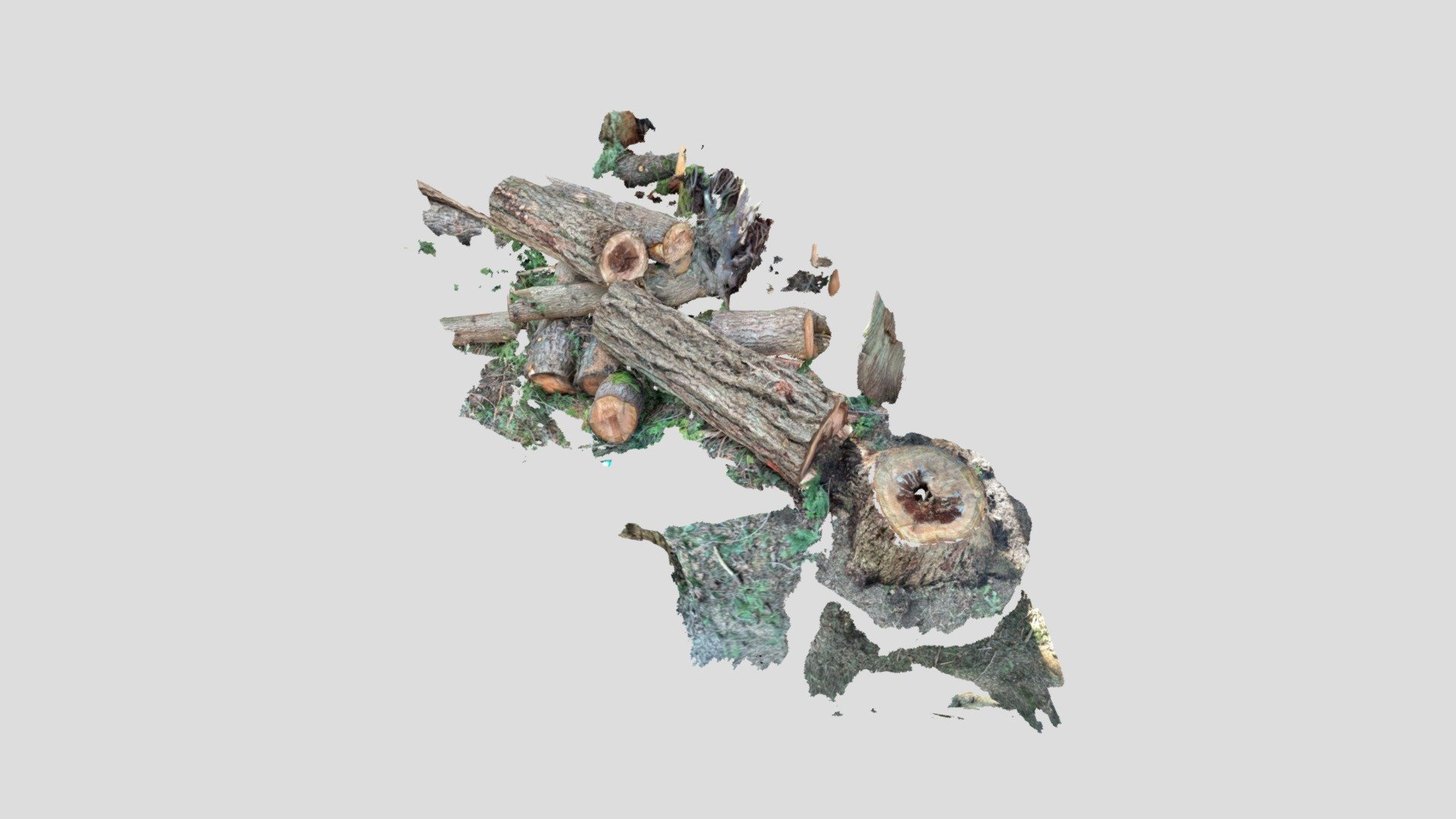 Fallen tree in Washington state forest (Lidar) - Download Free 3D model ...