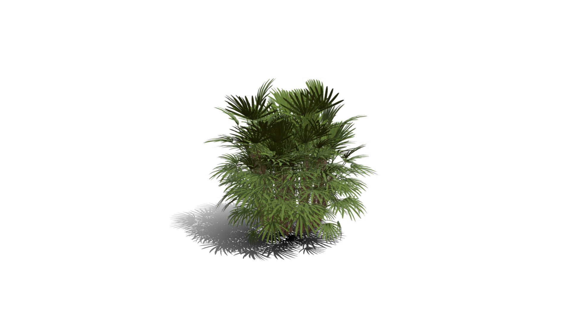 Realistic HD Bamboo palm (11/30) - Download Free 3D model by ...