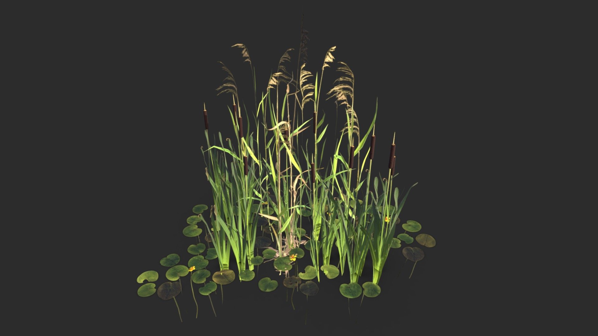 Modular Wetland Plants Set 01 - Buy Royalty Free 3D model by KangaroOz 3D (@KangaroOz-3D ...