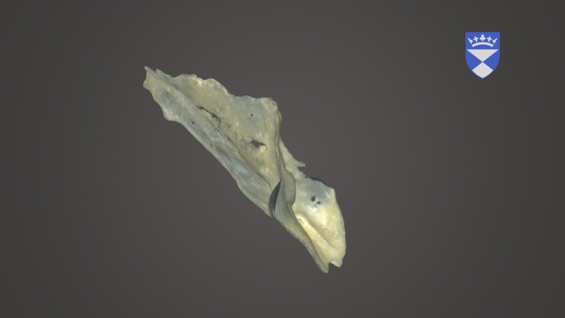 Vomer - 3D model by University of Dundee, CAHID (@anatomy_dundee ...