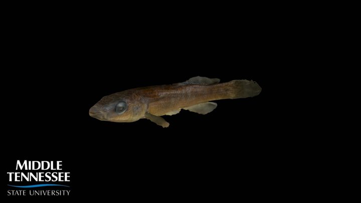 5220 3D models - Sketchfab