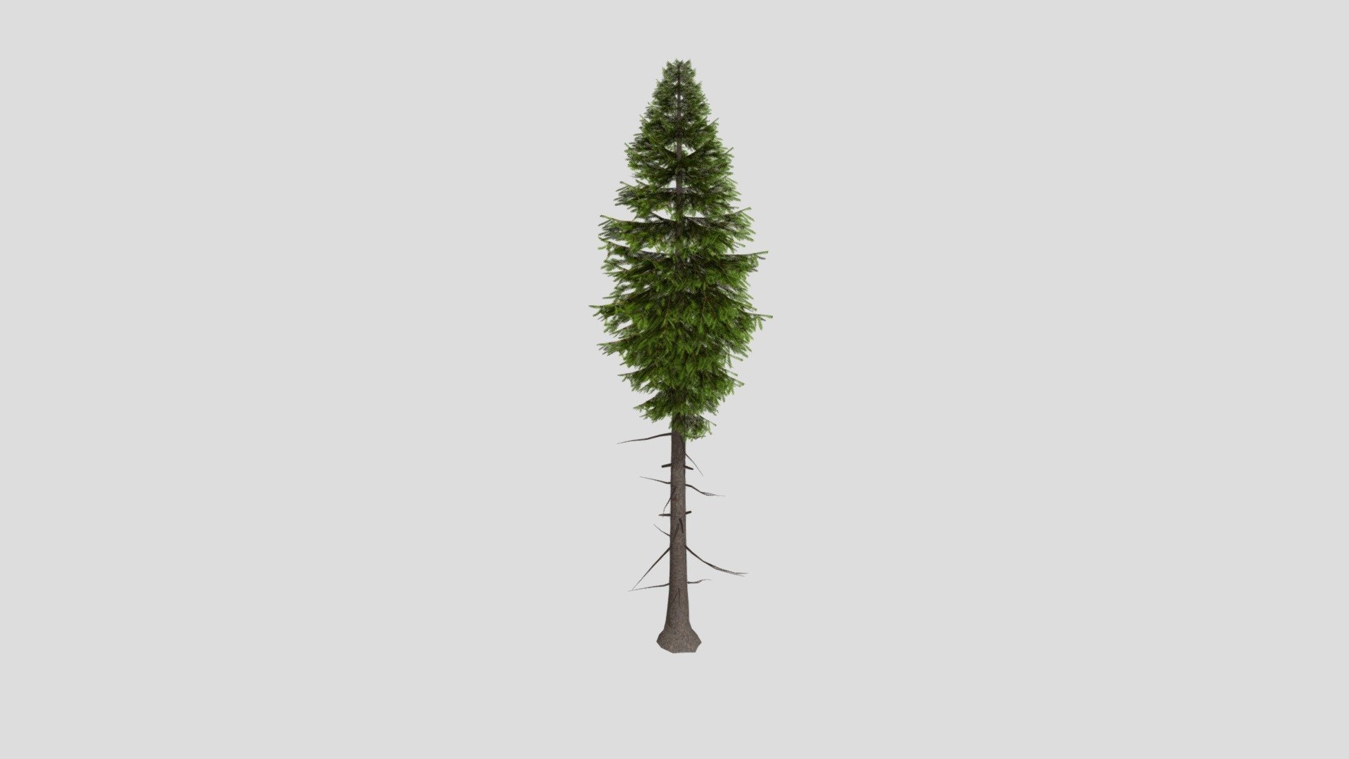 Tree 3d model Fir Douglas Pine - Download Free 3D model by High Quality ...