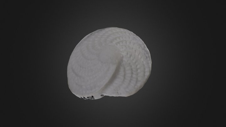 Protist 3D models - Sketchfab