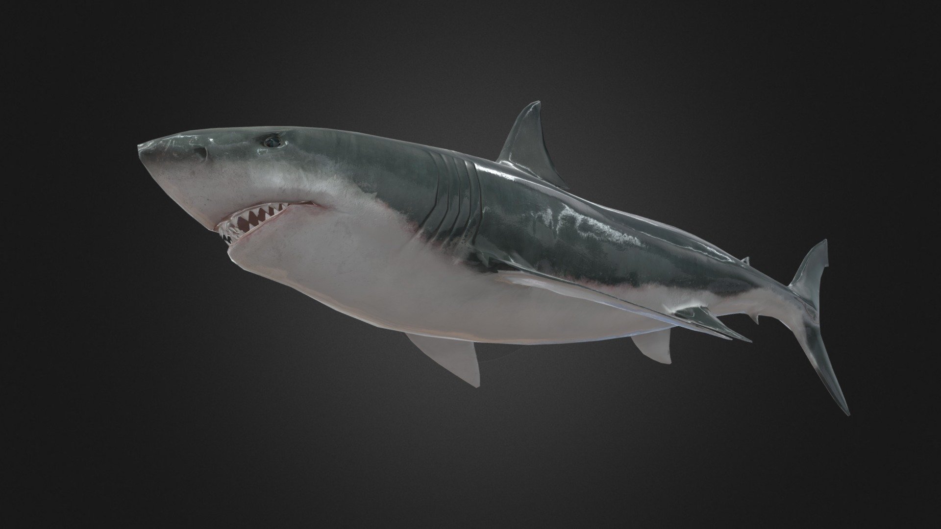Shark - 3D model by Mixall (@Mixaills) [536cef1] - Sketchfab
