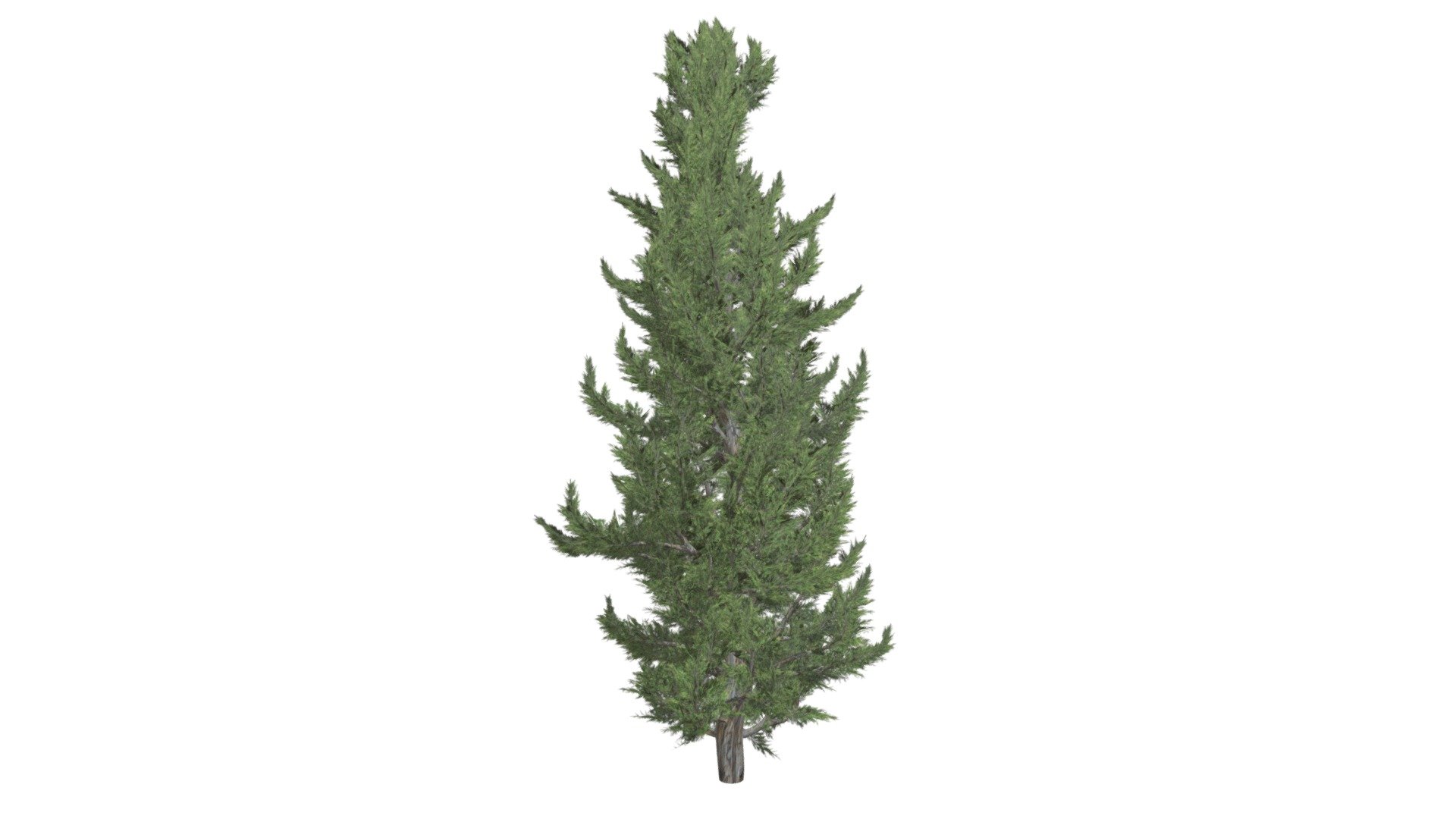 Hollywood Juniper #1 - 3D model by meshshape [53844ae] - Sketchfab
