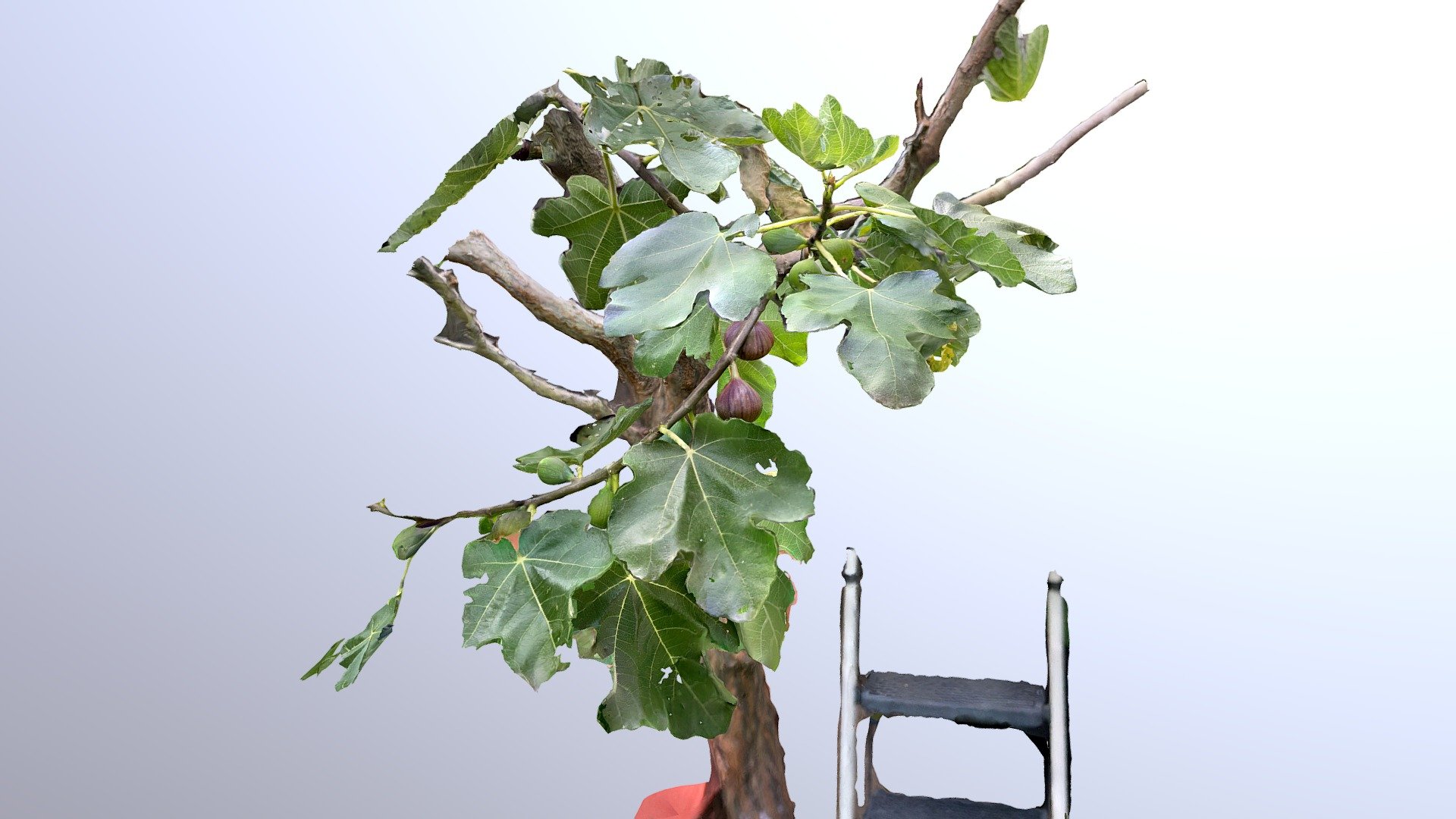 Fig Tree - Download Free 3D model by OpenMVS [538c8d5] - Sketchfab