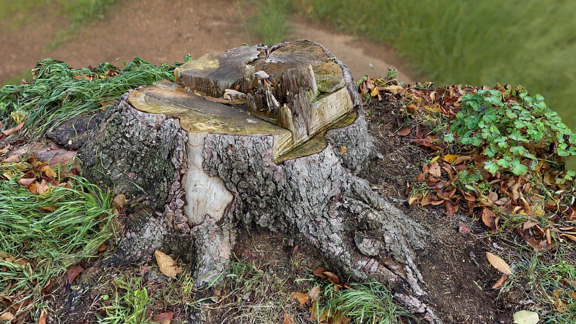 free tree trunk scan with 8K PBR - Download Free 3D model by SPLEEN ...