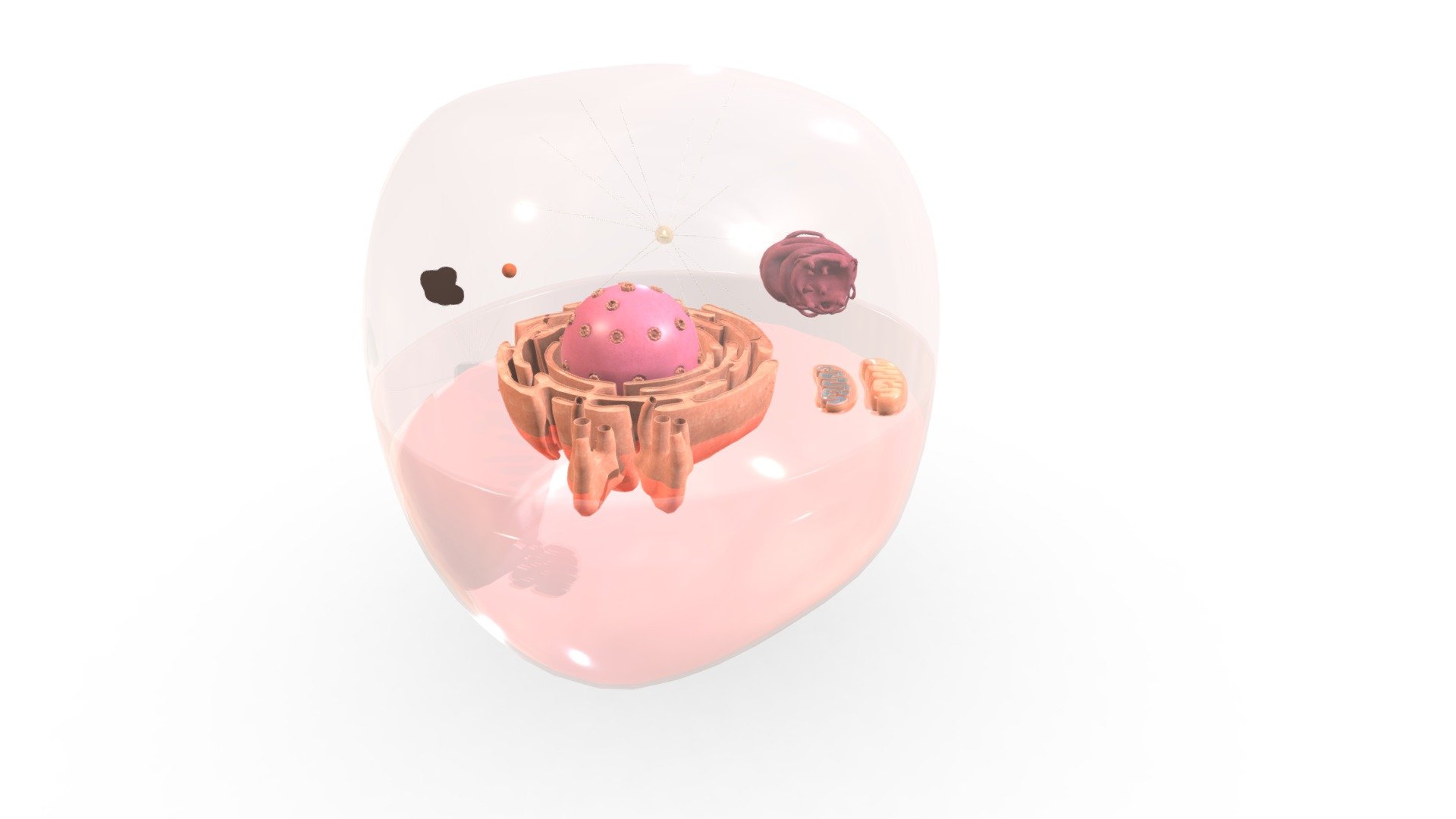 3D Animal Cell Model - 3D model by artisan3dventures [53a8560] - Sketchfab