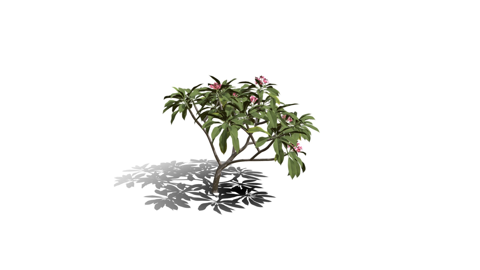 Realistic HD Frangipani tree (12/50) - Download Free 3D model by ...