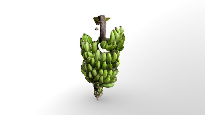 Cavendish 3D models - Sketchfab