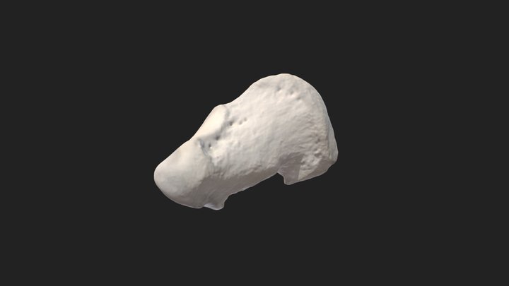 Erbsenbein 3D models - Sketchfab