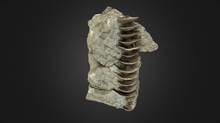 Archimedes 3D models - Sketchfab