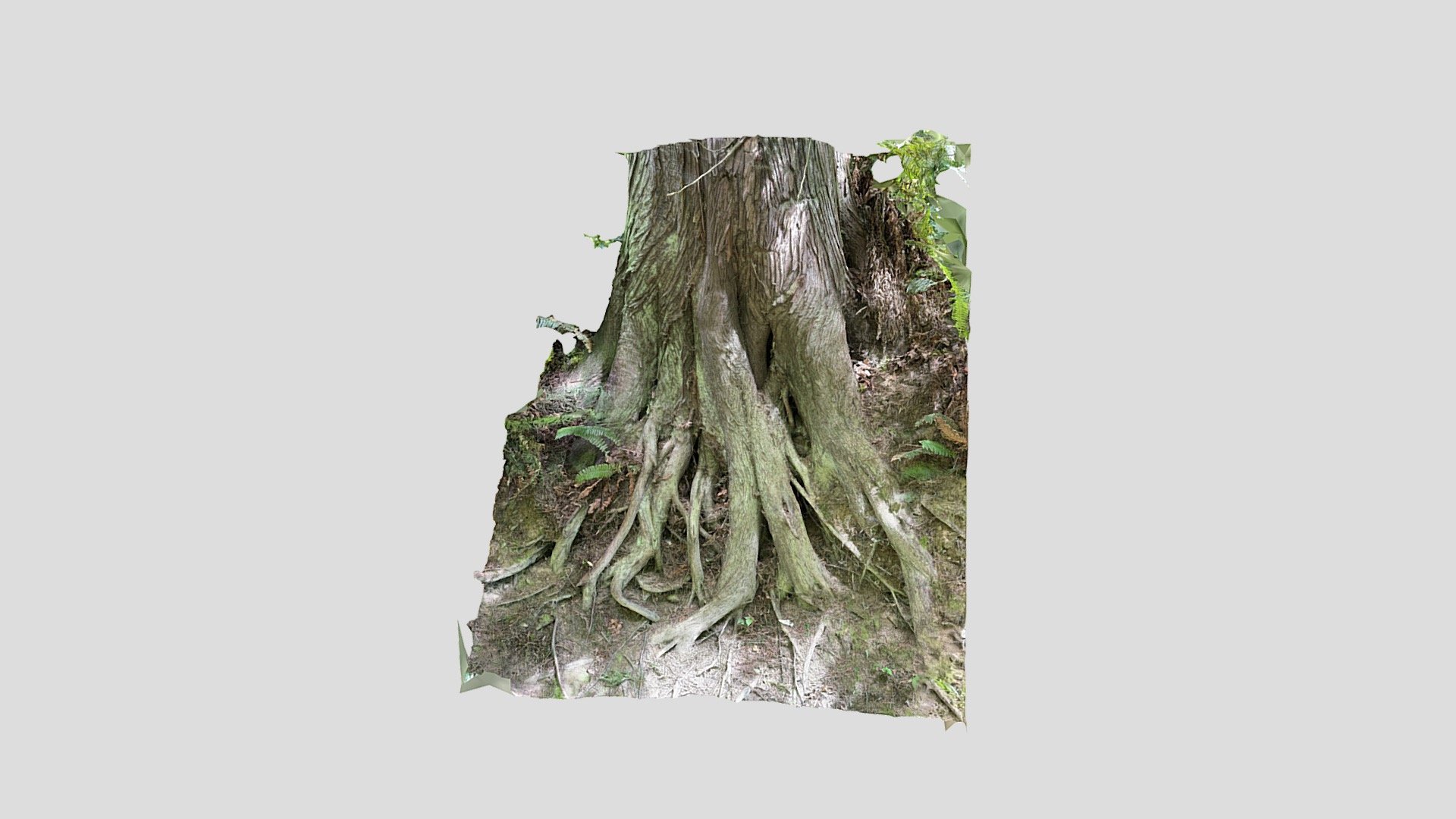 Cedar tree roots - Download Free 3D model by M Parkinson (@chimaera ...