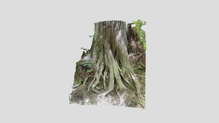 Tree-roots 3D models - Sketchfab