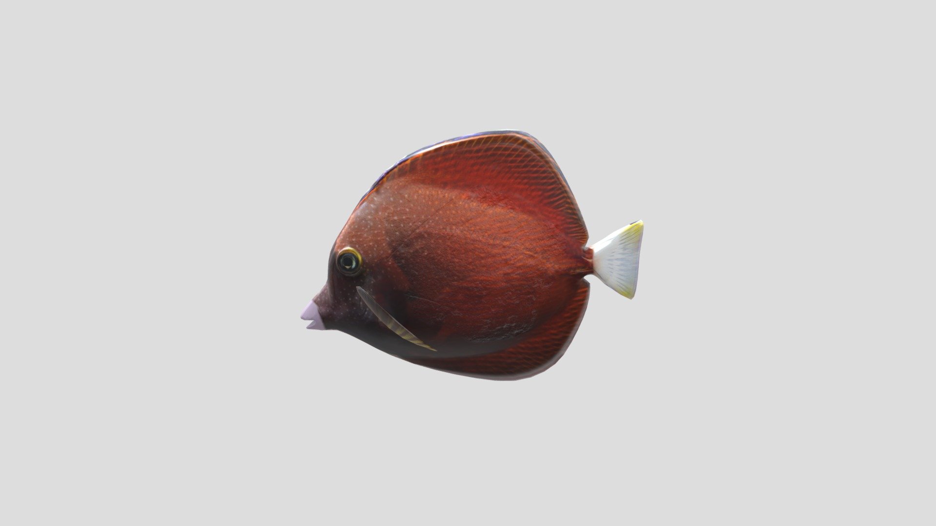 Tropical Fish - Download Free 3D model by EvilEyeEnvoy [53c1623 ...