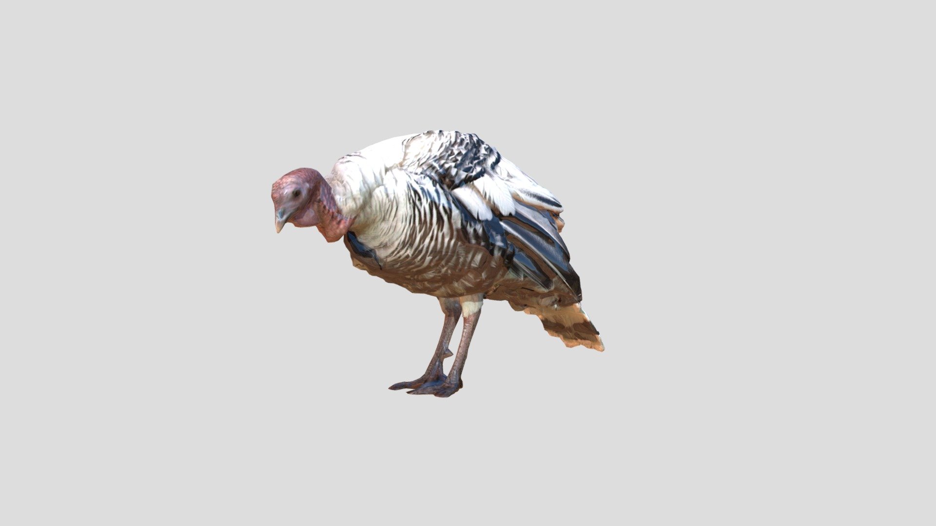 Turkey - Download Free 3D model by TheMonsterHighFan2002 (@kmorganc1 ...