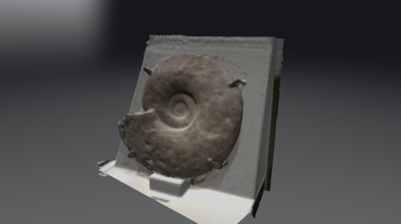 Fossil of ammonite (3D scan) - 3D model by marine [53c92f2] - Sketchfab